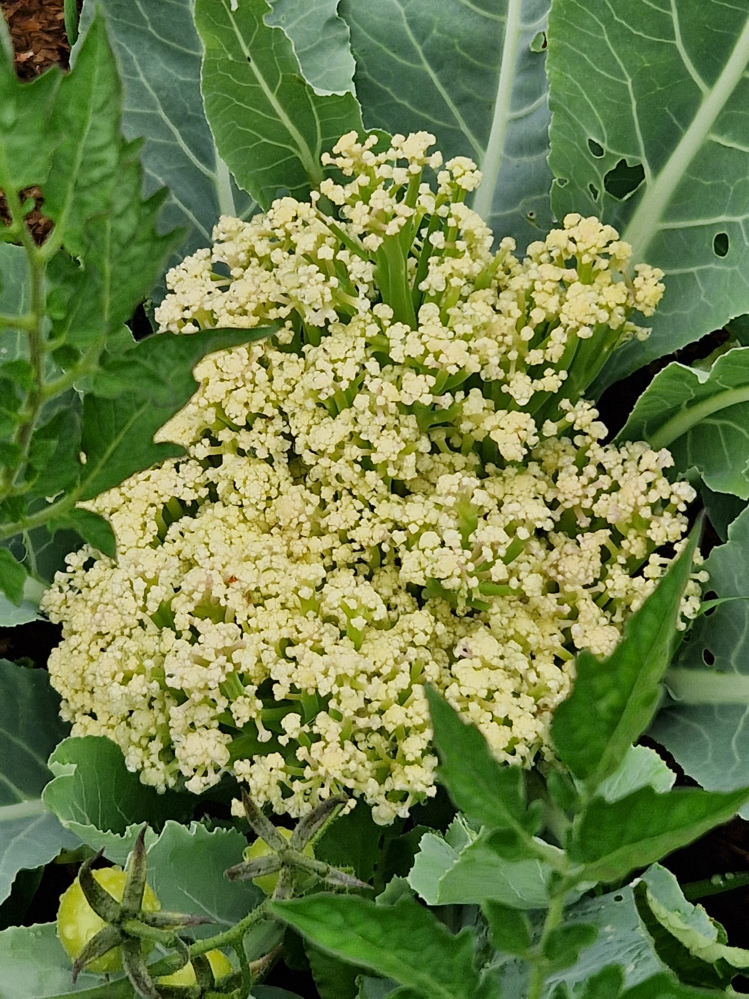 Avoin kukkakaali Blumini F1 - Satoisa